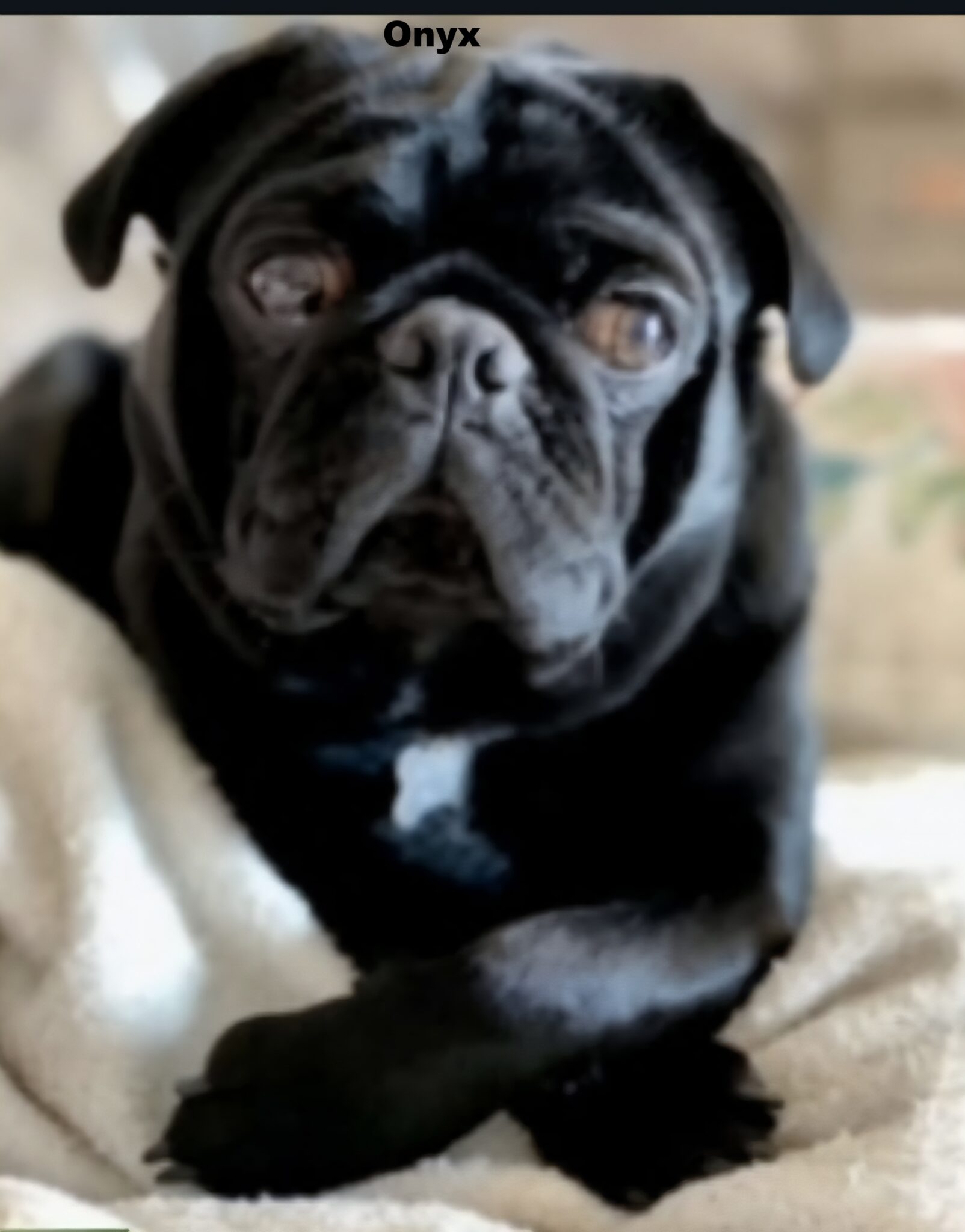Welcome – Cuddle Pug of Ohio